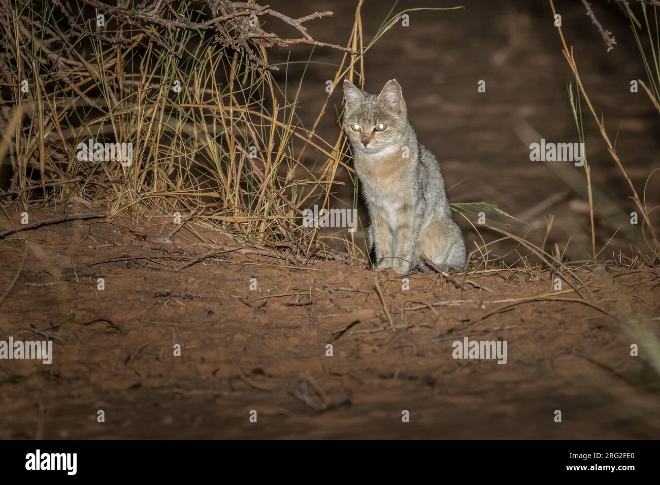 African wildcat (Felis lybica lybica) sitting of the sand in Ouadane ...