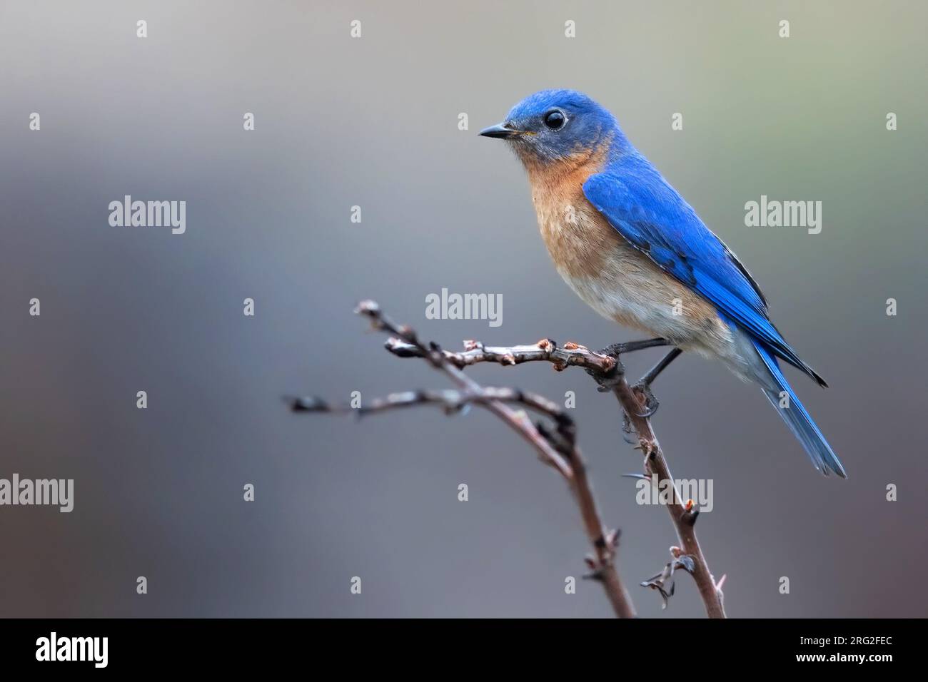 Adult Eastern Bluebird (Sialia sialis guatemalae) perched on a branch ...