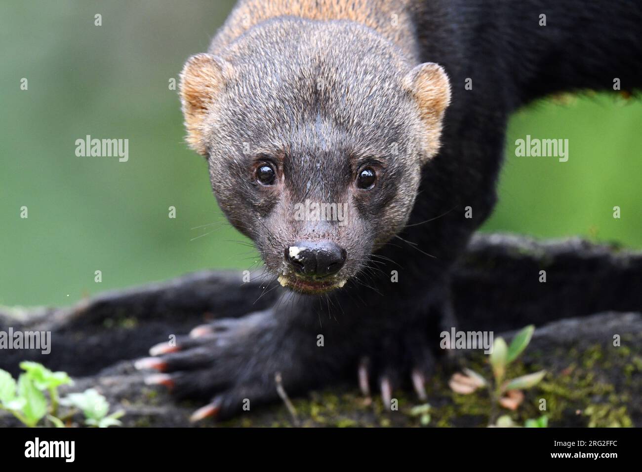 Tayra (Eira barbara) in Mashpi reserve on the western andean slope of ...