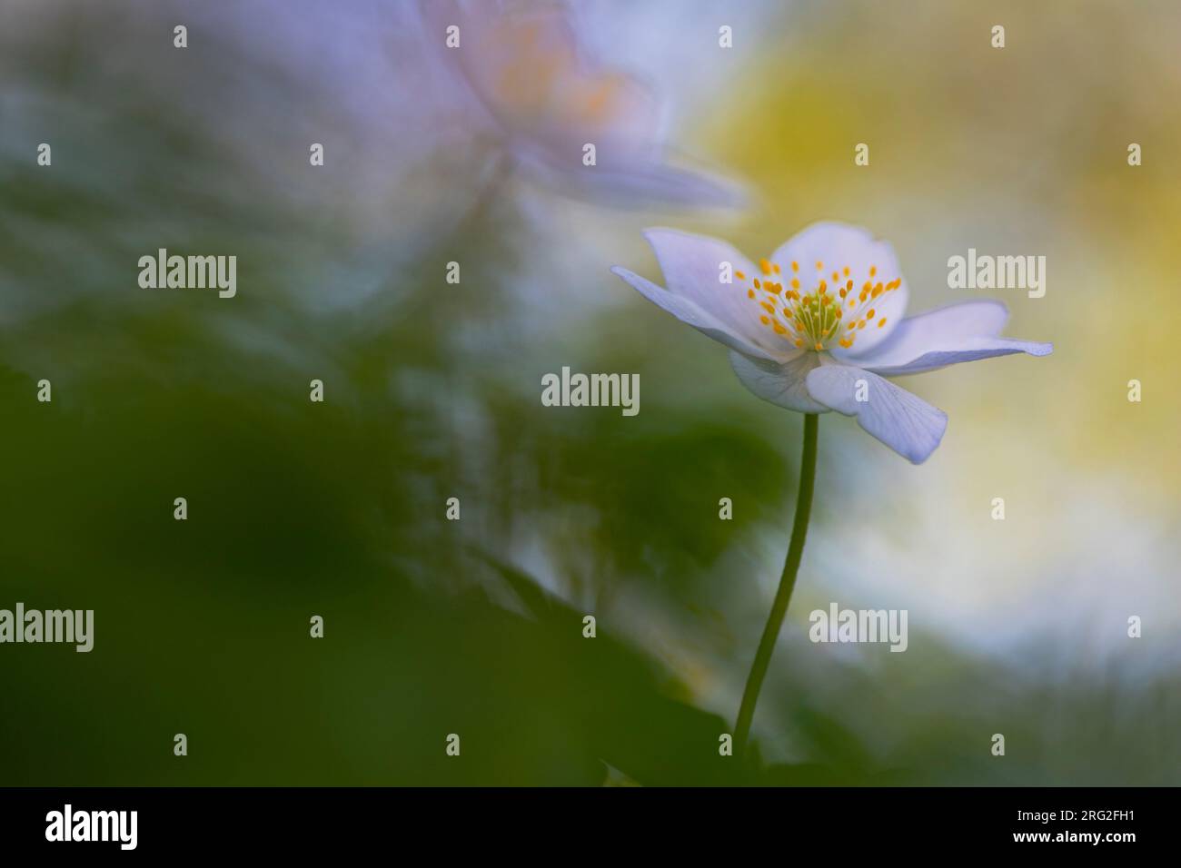 Wood anemone, Bosanemoon, Anemone nemorosa Stock Photo - Alamy