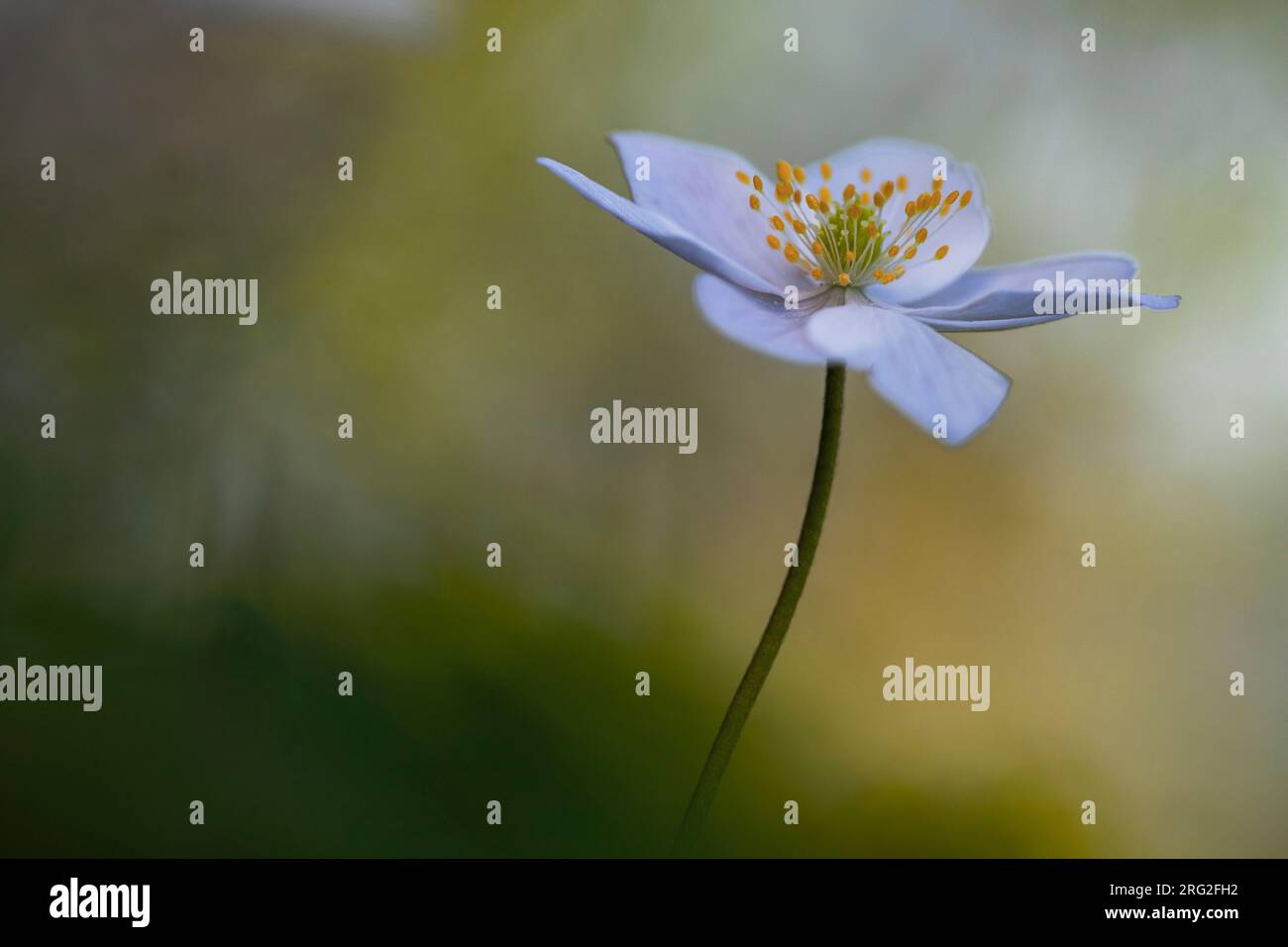Wood anemone, Bosanemoon, Anemone nemorosa Stock Photo - Alamy