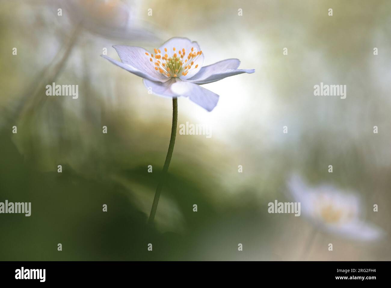 Wood anemone, Bosanemoon, Anemone nemorosa Stock Photo - Alamy
