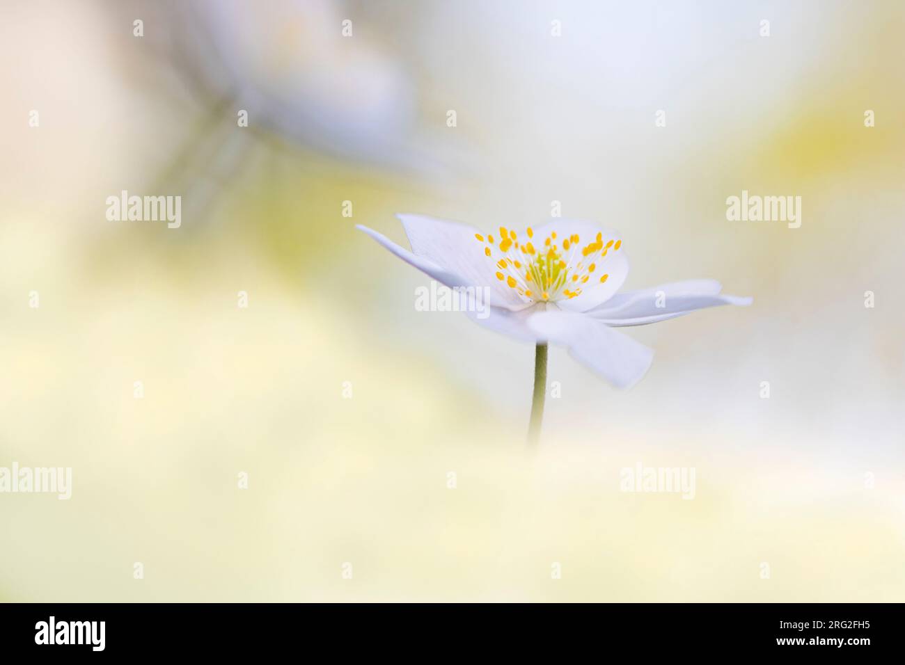 Wood anemone, Bosanemoon, Anemone nemorosa Stock Photo - Alamy