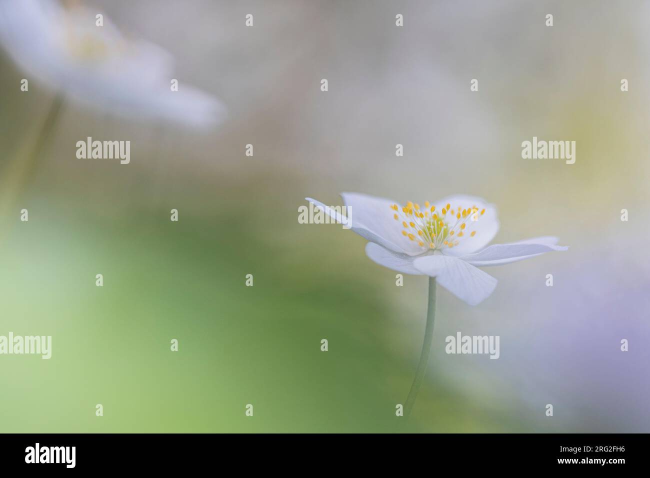 Wood anemone, Bosanemoon, Anemone nemorosa Stock Photo - Alamy