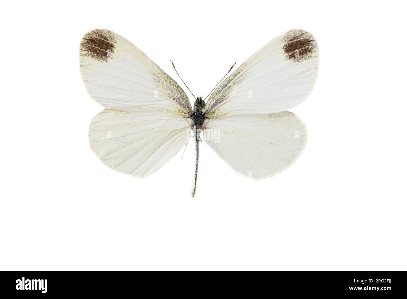 Boswitje, Wood White, Leptidea sinapis Stock Photo - Alamy