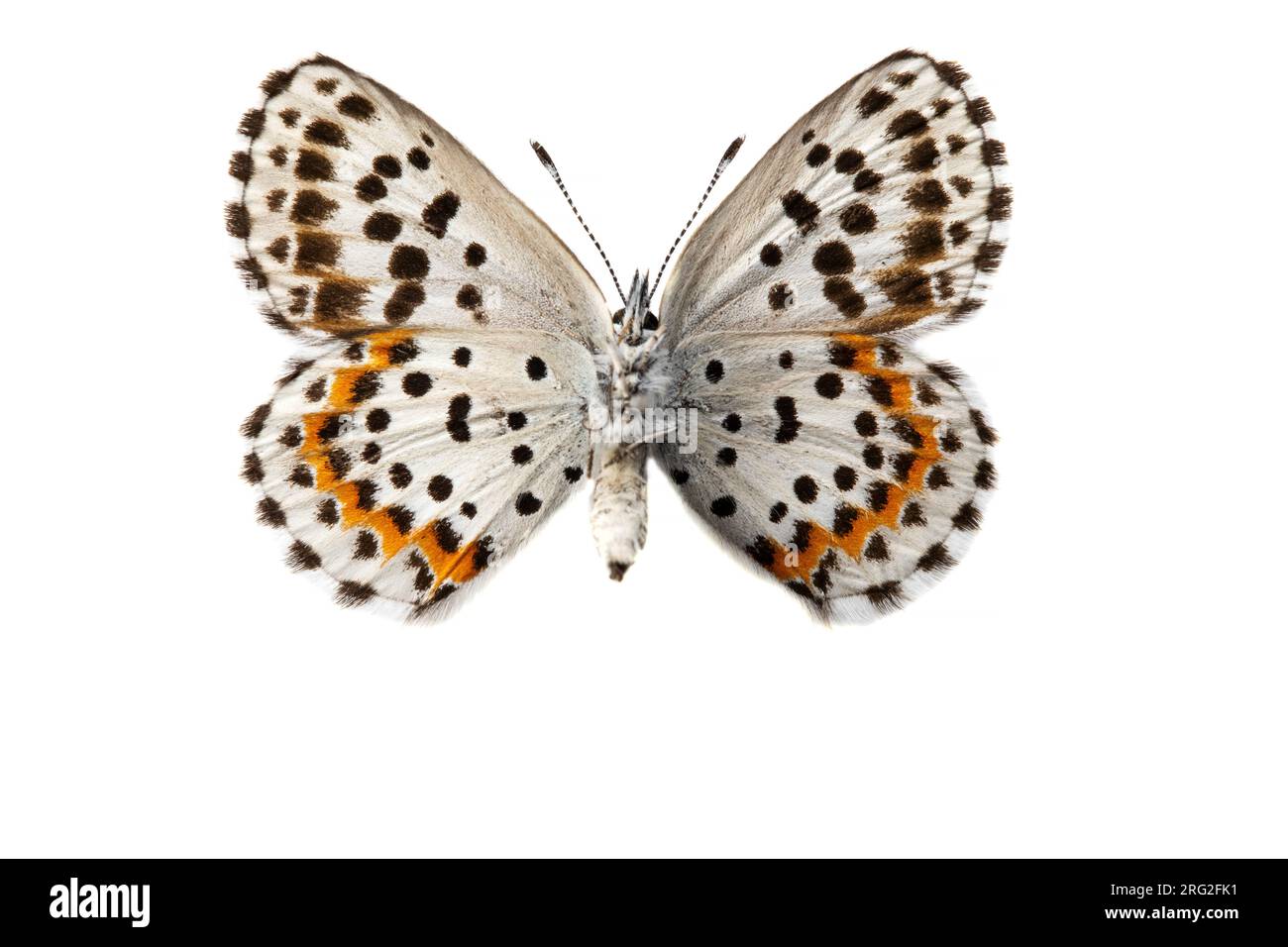 Vetkruidblauwtje, Chequered Blue, Scolitantides orion Stock Photo - Alamy