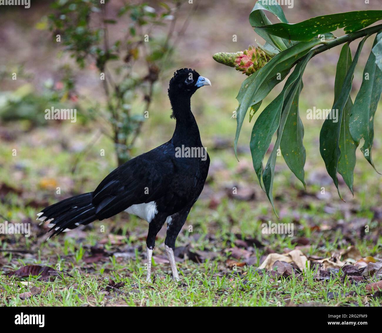 A male Blue-billed Curassow (Crax alberti) at ProAves Blue-billed ...