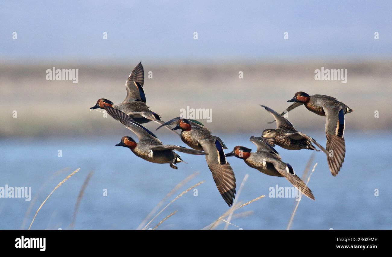 North american green winged teal hi-res stock photography and images ...