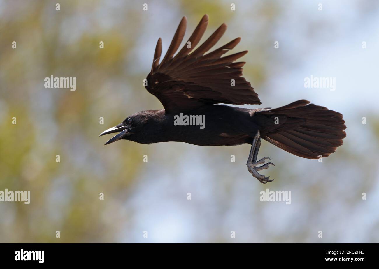 American crow in the florida everglades hi-res stock photography and ...