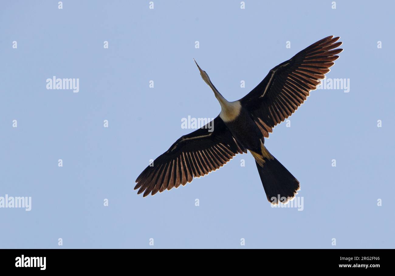 Anhinga (Anhinga anhinga), in flight in Florida, USA Stock Photo - Alamy