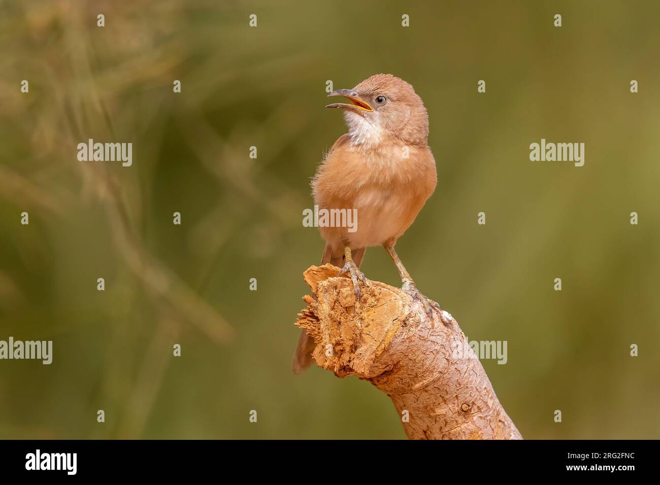 Fulvous chatterer hi-res stock photography and images - Alamy