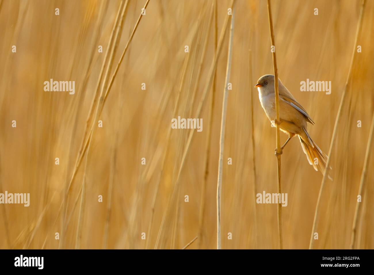 Bearded reedling female hi-res stock photography and images - Alamy