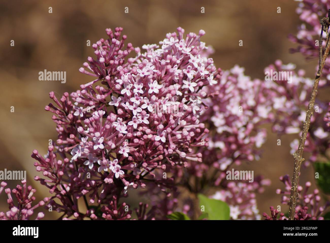Josee Lilac