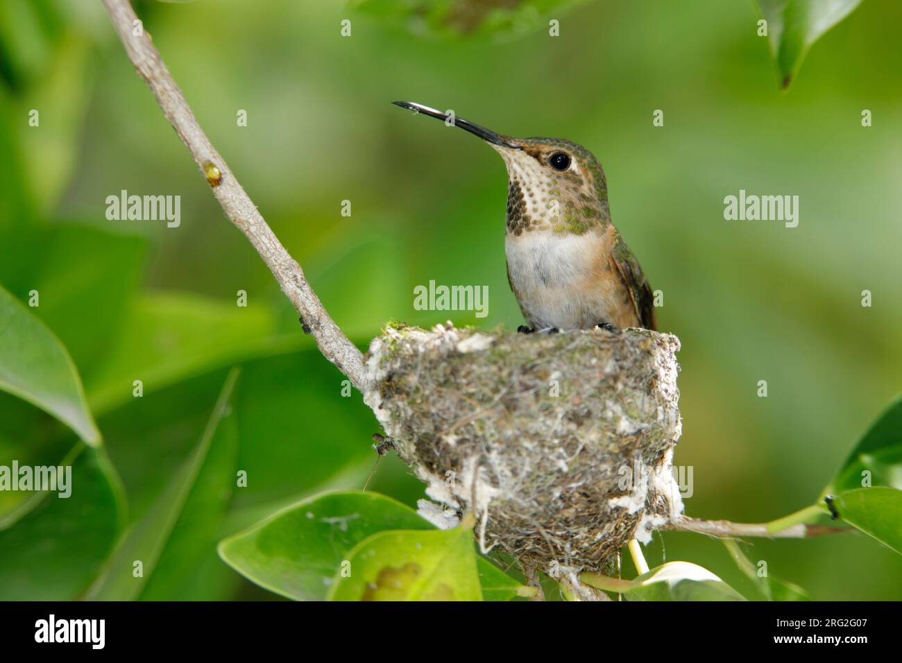 Adult female Allen's Hummingbird (Selasphorus sasin) sitting on her ...