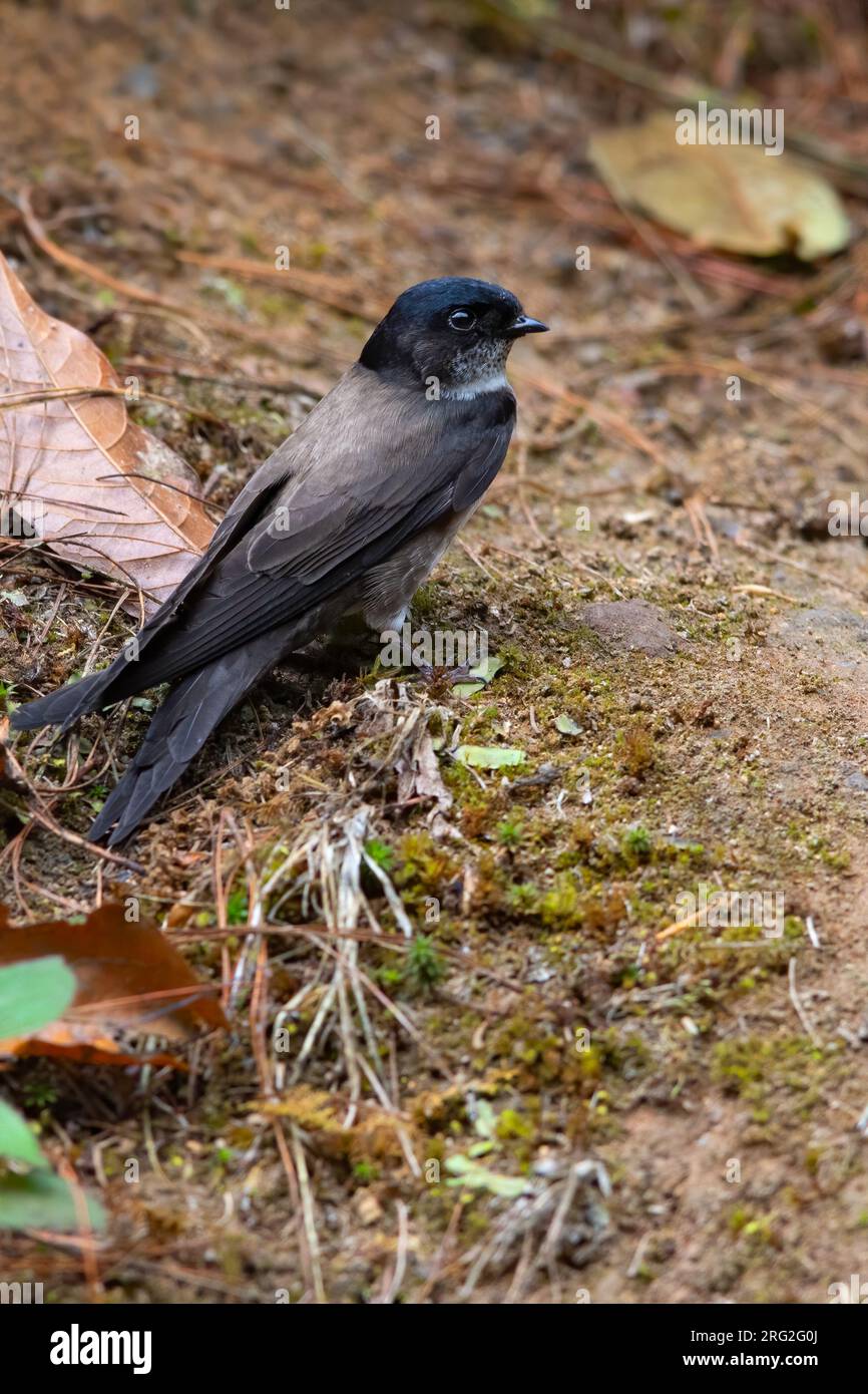 Notiochelidon pileata hi-res stock photography and images - Alamy