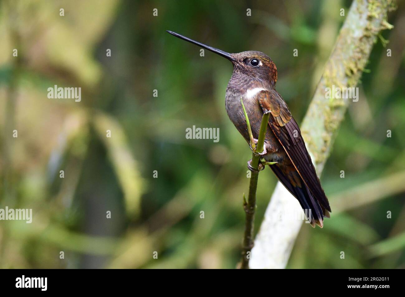 Brown Inca (Coeligena wilson) perched on a twig in rain forest on the west andean slope of ...