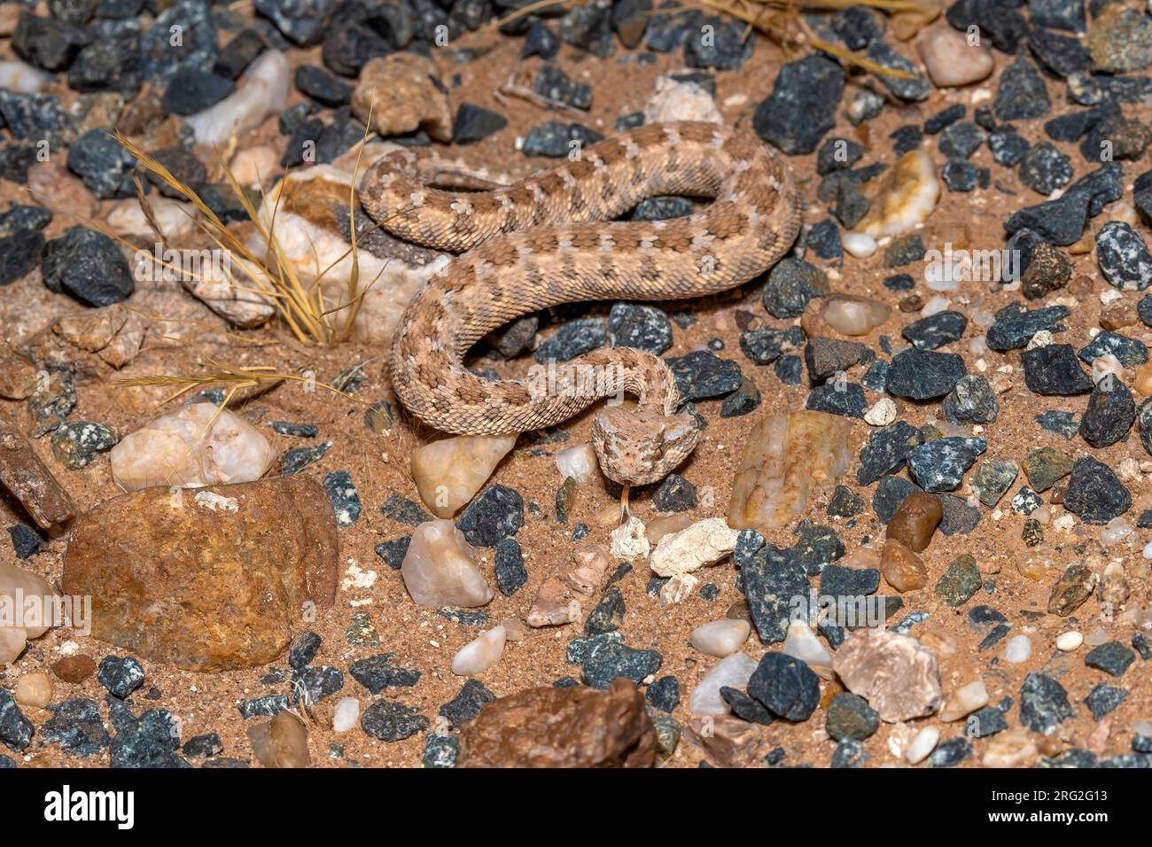Horned Viper (Cerastes cerastes) ramping on the road, Aousserd Road ...