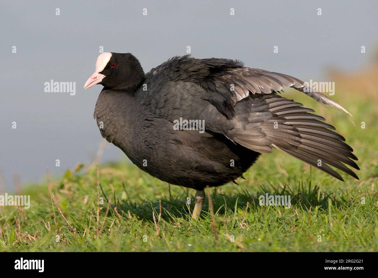 Meerkoet vleugel strekkend; Eurasian Coot wing stretching Stock Photo ...