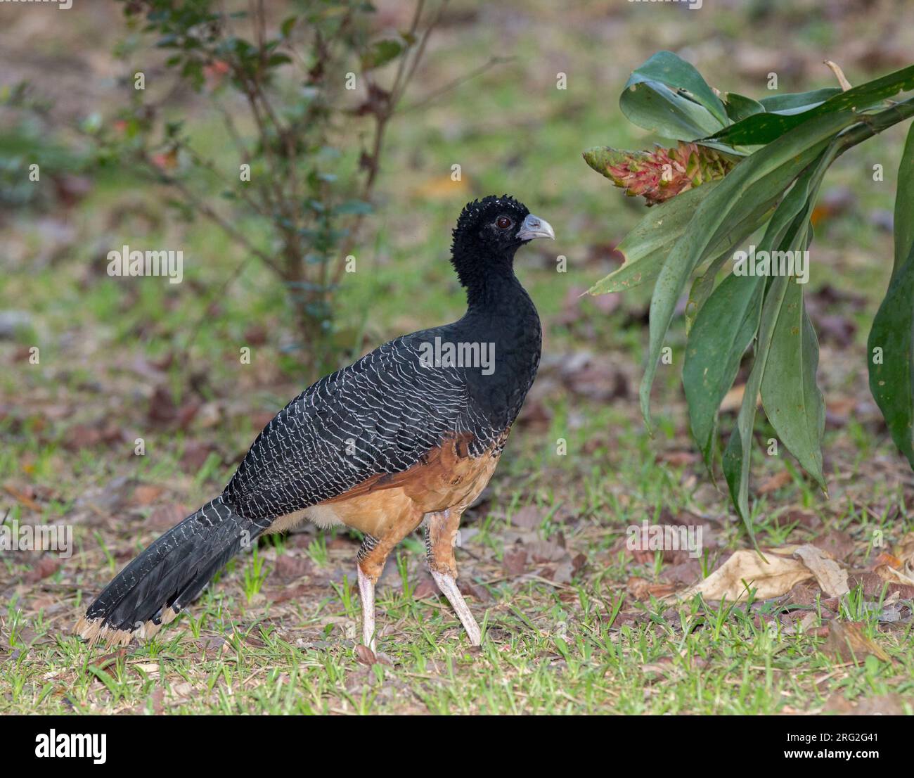 A female Blue-billed Curassow (Crax alberti) at ProAves Blue-billed ...