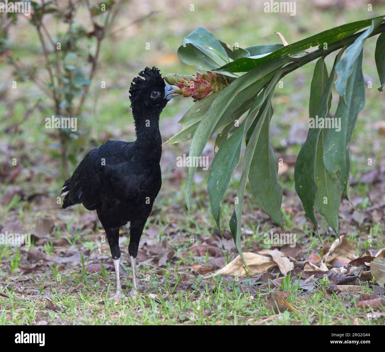 A male Blue-billed Curassow (Crax alberti) at ProAves Blue-billed ...