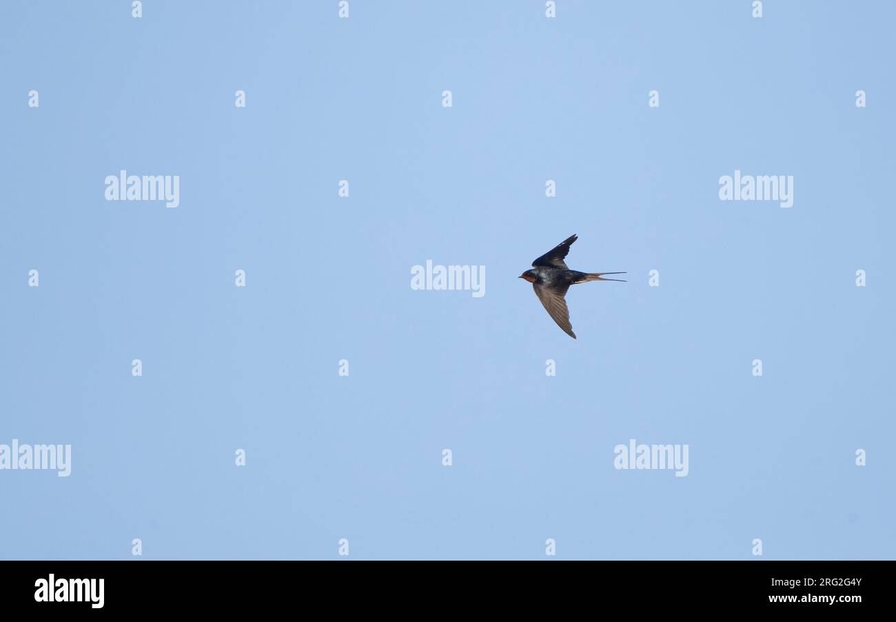 Barn Swallow (Hirundo rustica erythrogaster), in flight showing ...