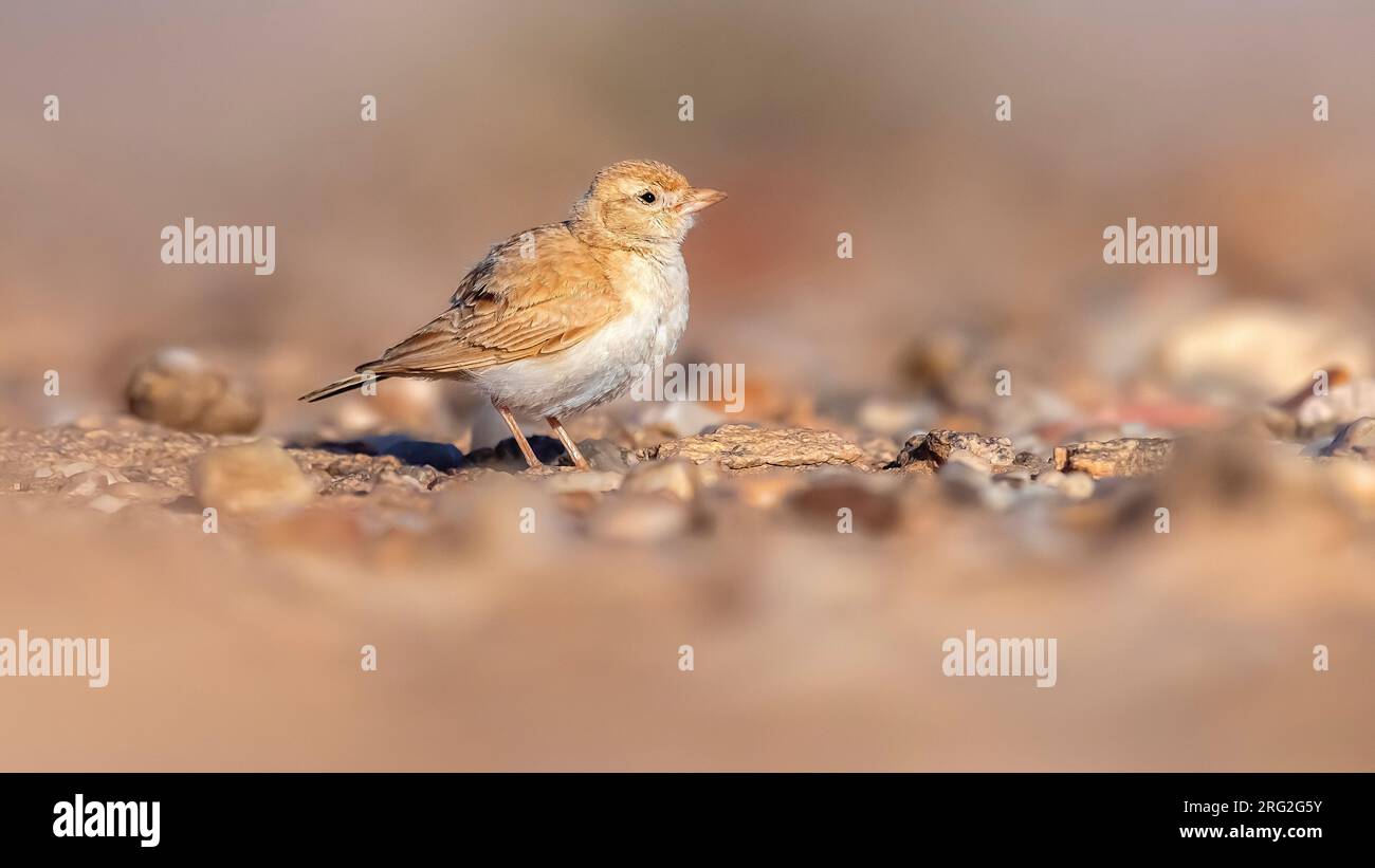 Adult Dunn's Lark (Eremalauda dunni) walking in the desert along the ...