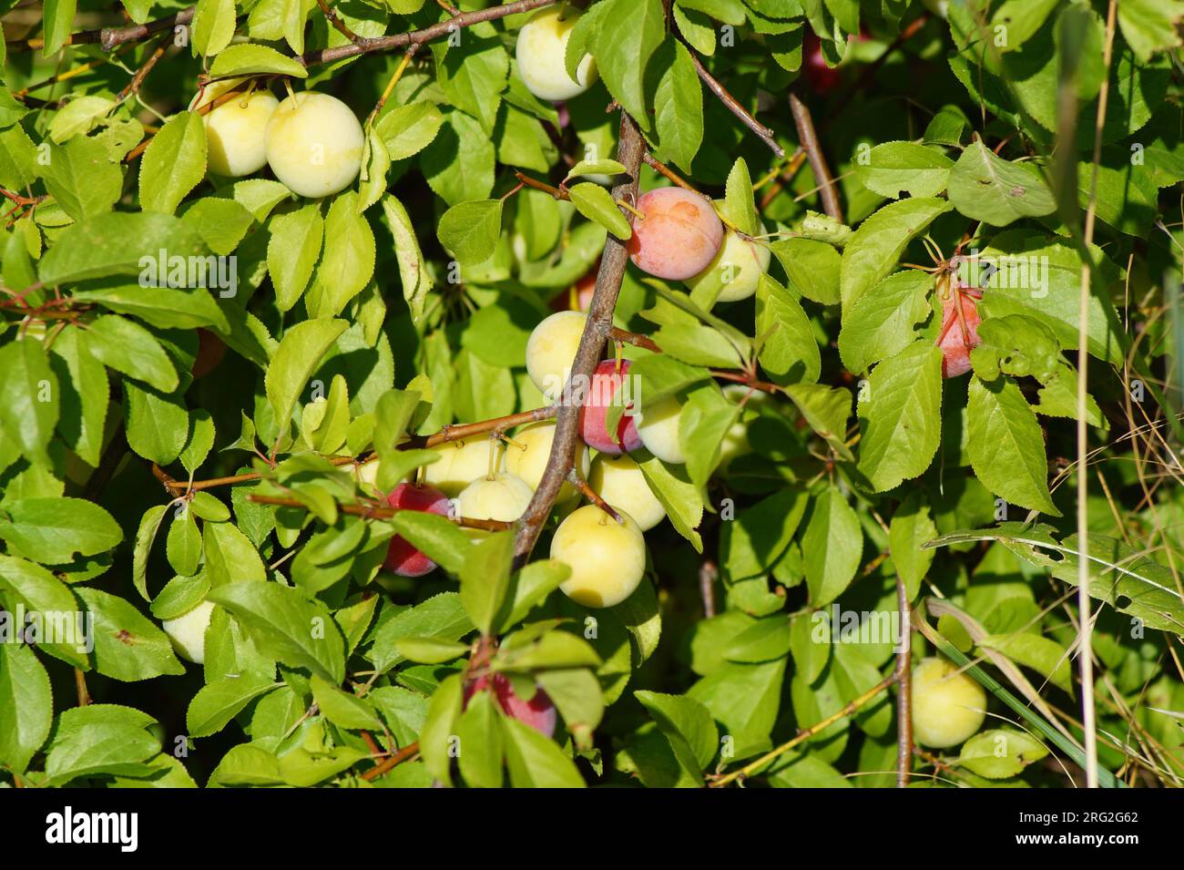 Fruits of the Mirabelle, Prunus domestica, on leafy branches Stock ...