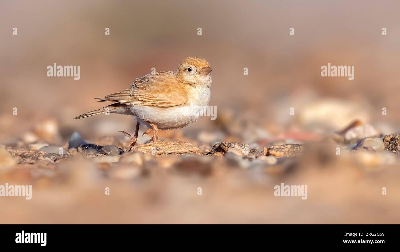 Adult Dunn's Lark (Eremalauda dunni) walking in the desert along the ...