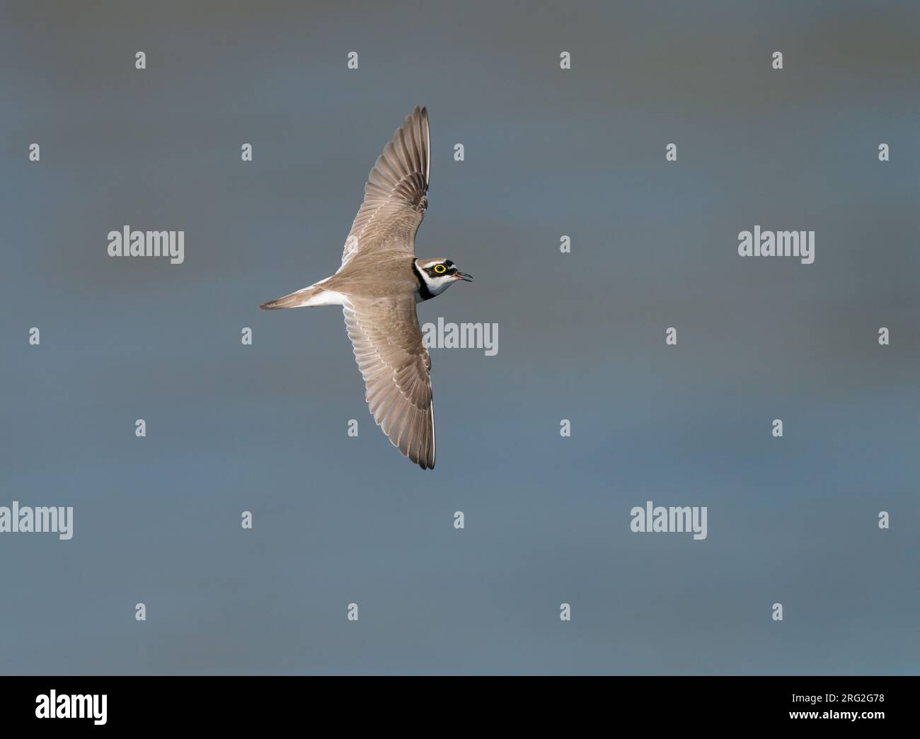 Display flight of Adult male Little Ringed Plover (Charadrius dubius ...