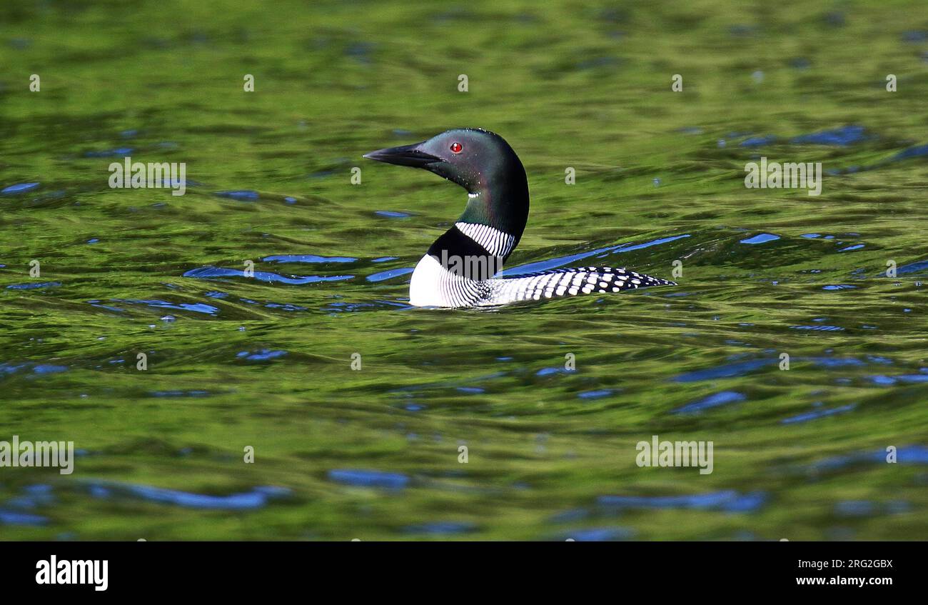 Adult Great Northern Diver, Gavia immer, in Alaska, United States ...