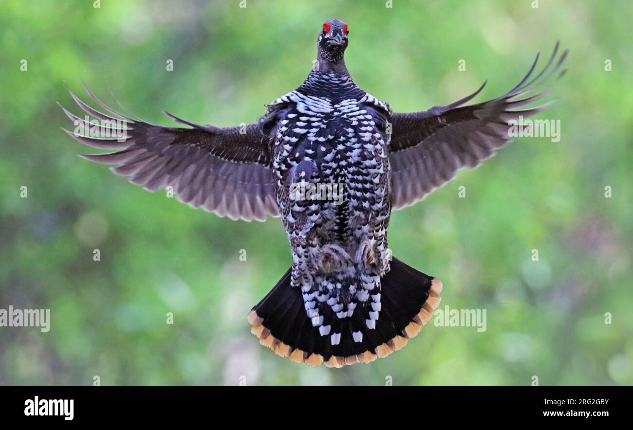Grouse Flying