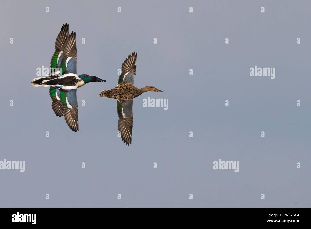 Female northern shoveler in flight hi-res stock photography and images ...