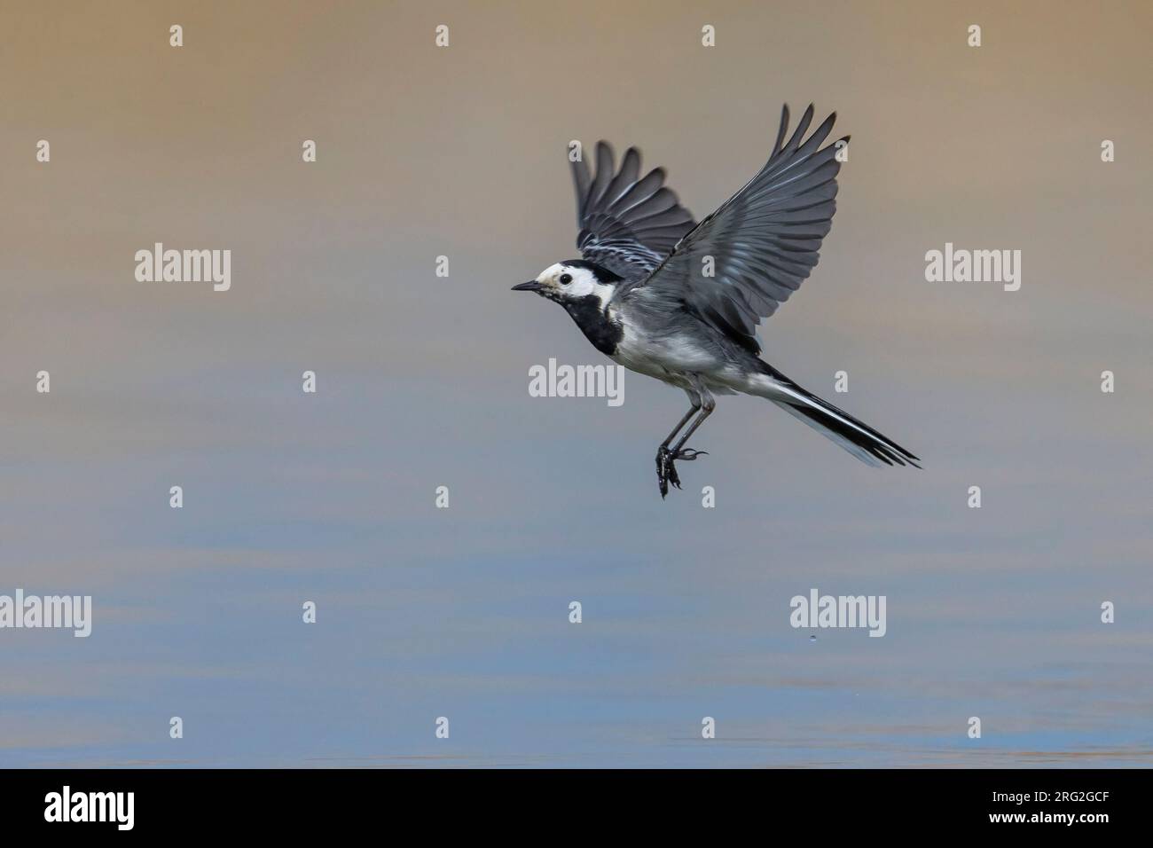 Witte Kwikstaart in vlucht, White Wagtail in flight Stock Photo - Alamy