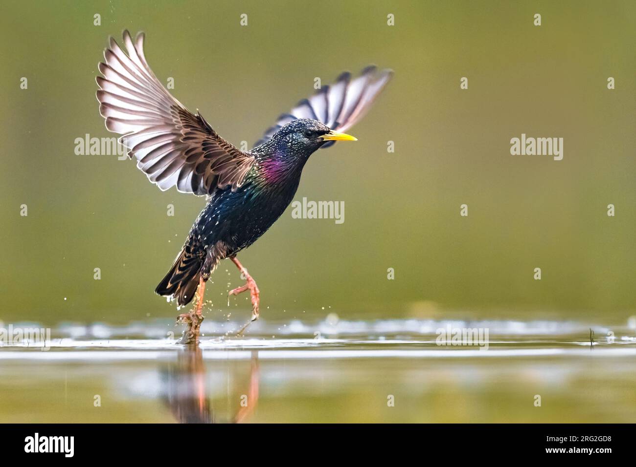 Single starling flight hi-res stock photography and images - Alamy