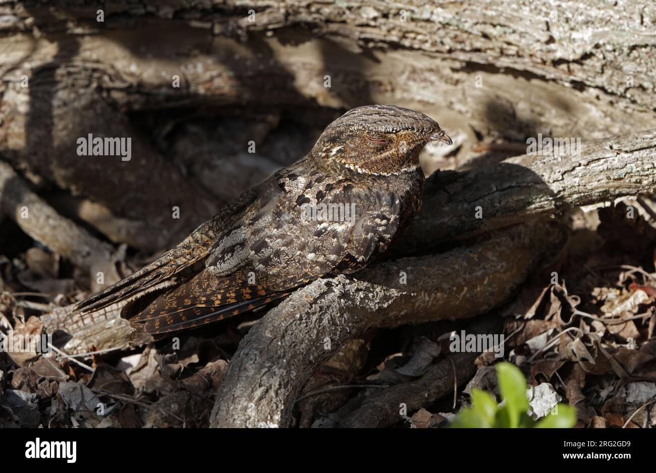 Chuck-will's-widow (Antrostomus carolinensis) resting on a branch at ...