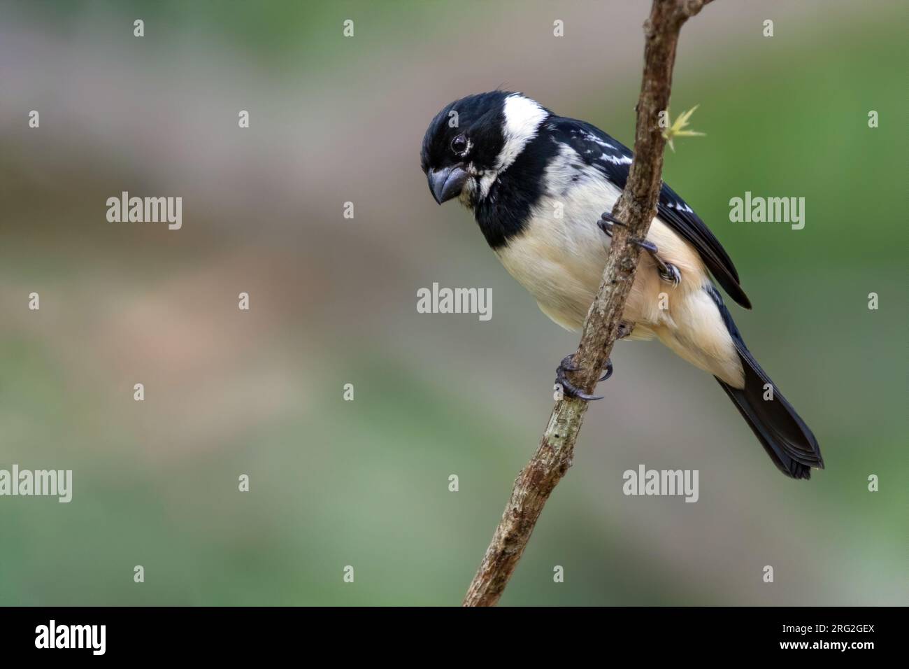 Male White-collared Seedeater (Sporophila morelleti) perched on a ...