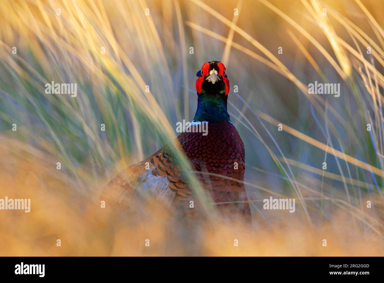 Male Common Pheasant (Phasianus colchicus) in the Netherlands. Standing ...