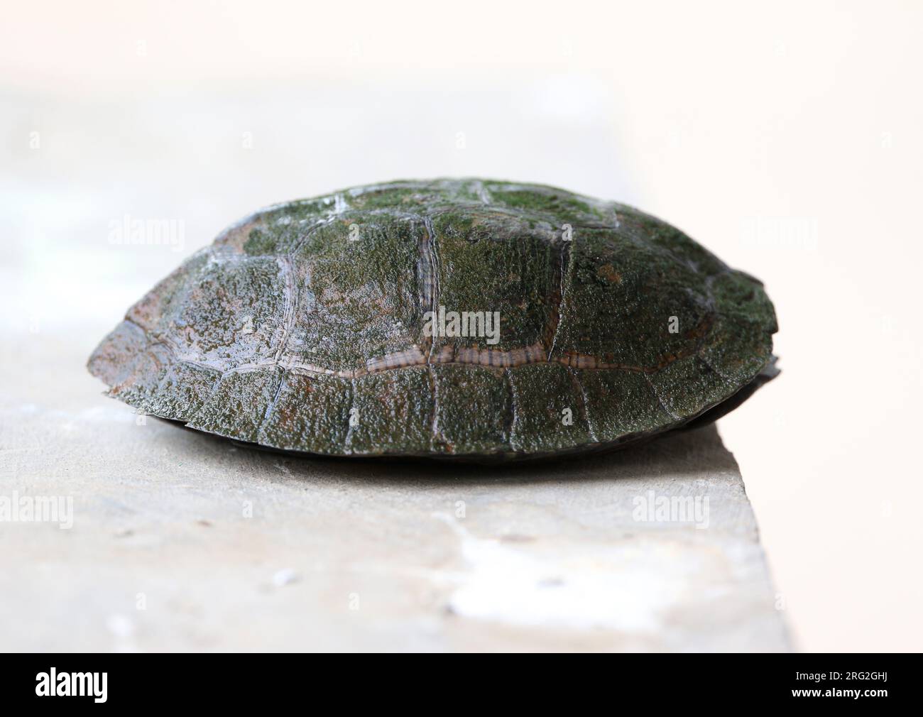 Asian Leaf Turtle (Cyclemys dentata) lying on a rock in Myanmar Stock ...