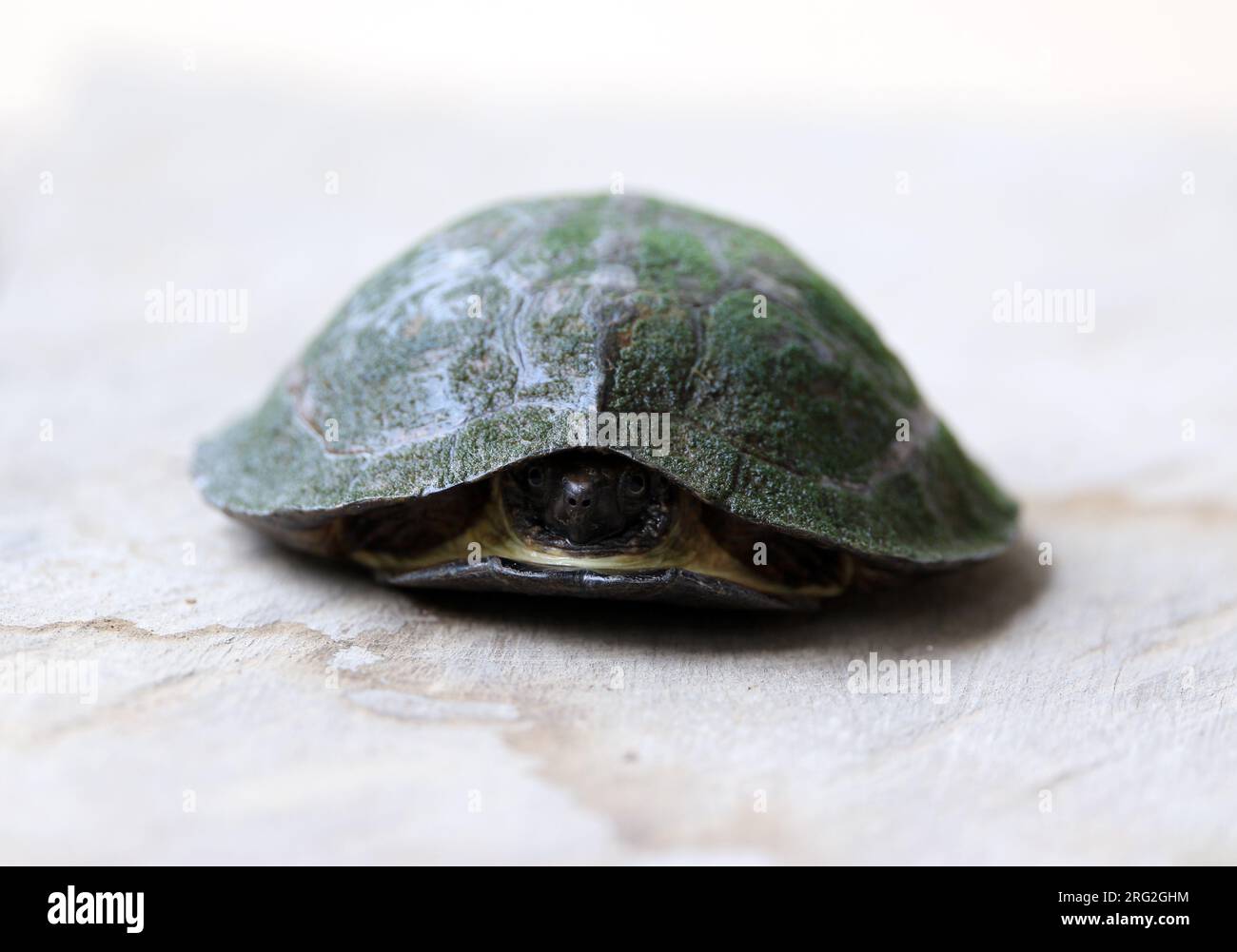 Asian Leaf Turtle (Cyclemys dentata) lying on a rock in Myanmar Stock ...