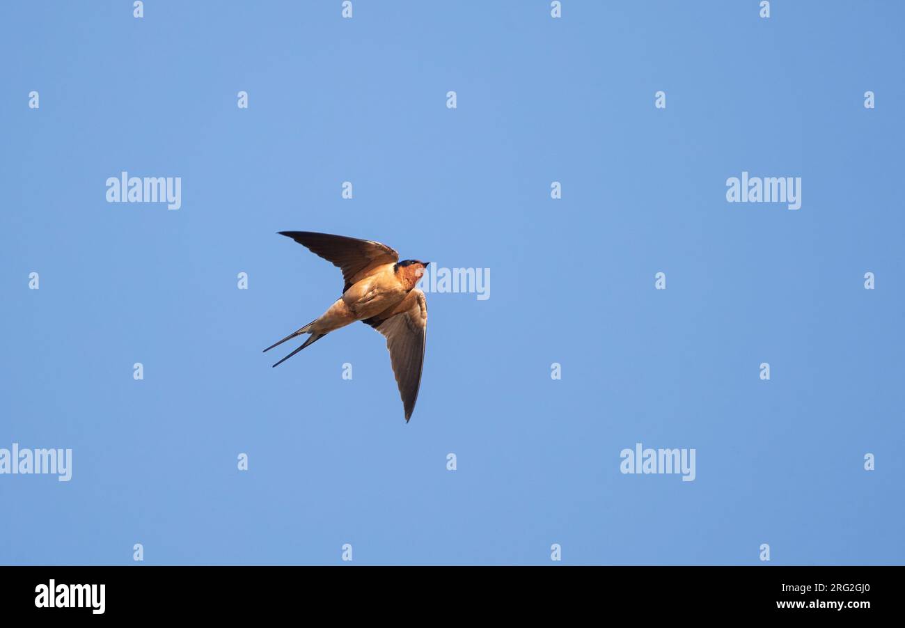Barn Swallow (Hirundo rustica erythrogaster), in flight showing ...