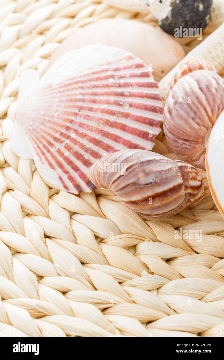 Sunray venus shell hi-res stock photography and images - Alamy