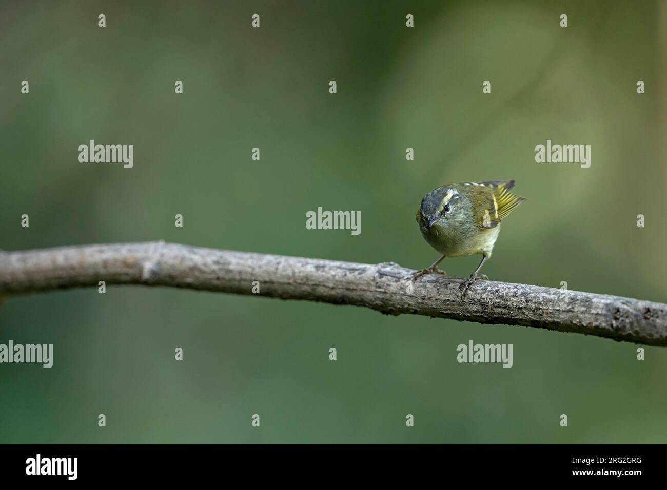 Buff barred warbler phylloscopus pulcher hi-res stock photography and ...