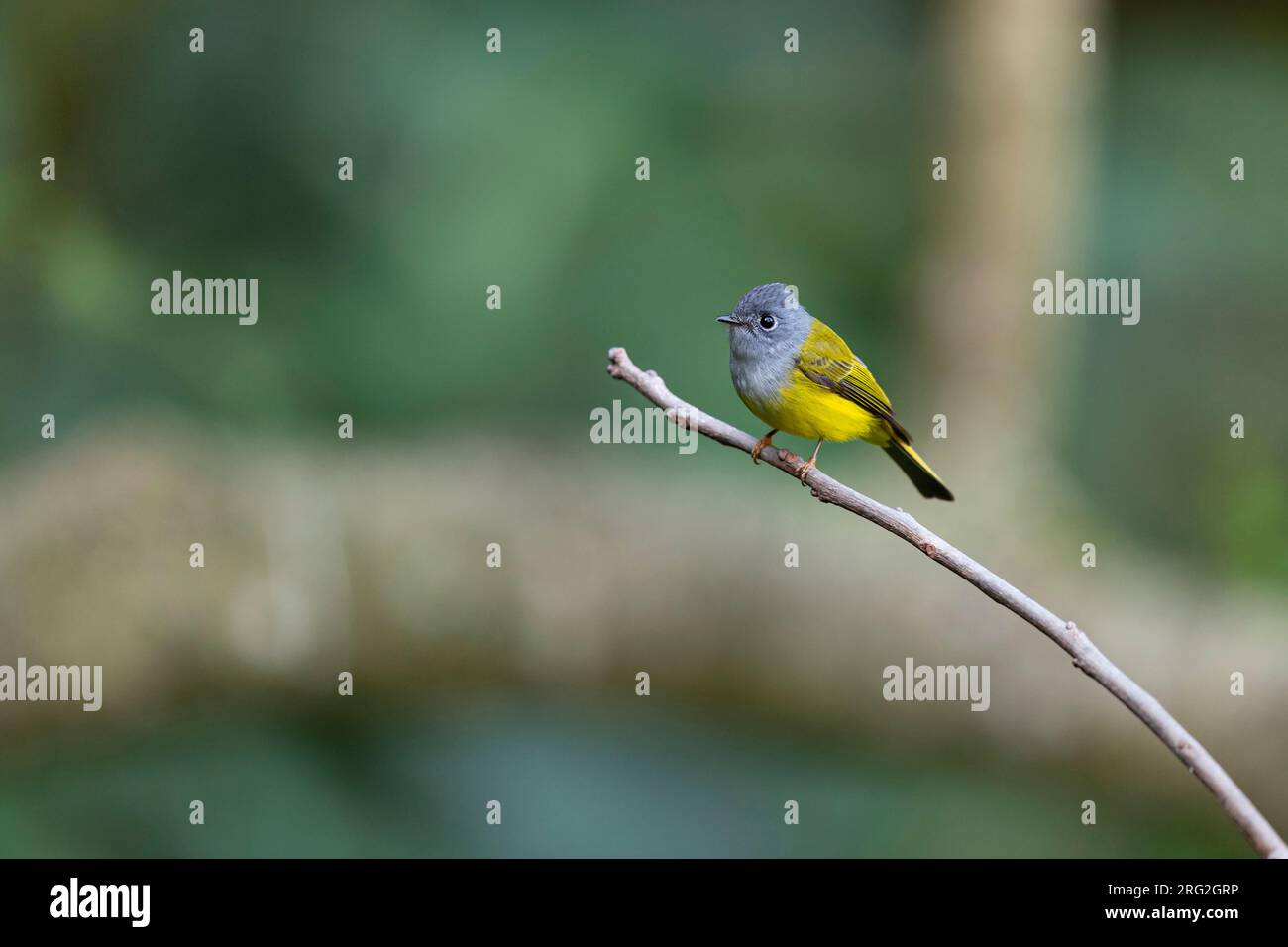 Grey headed canary flycatcher hi-res stock photography and images - Alamy