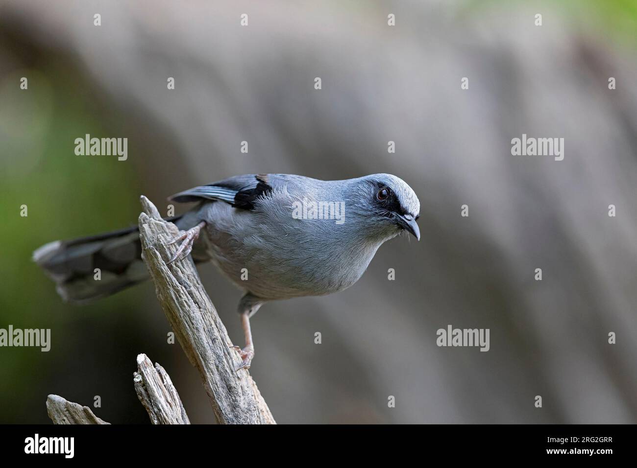 Heterophasia pulchella ssp pulchella hi-res stock photography and images - Alamy
