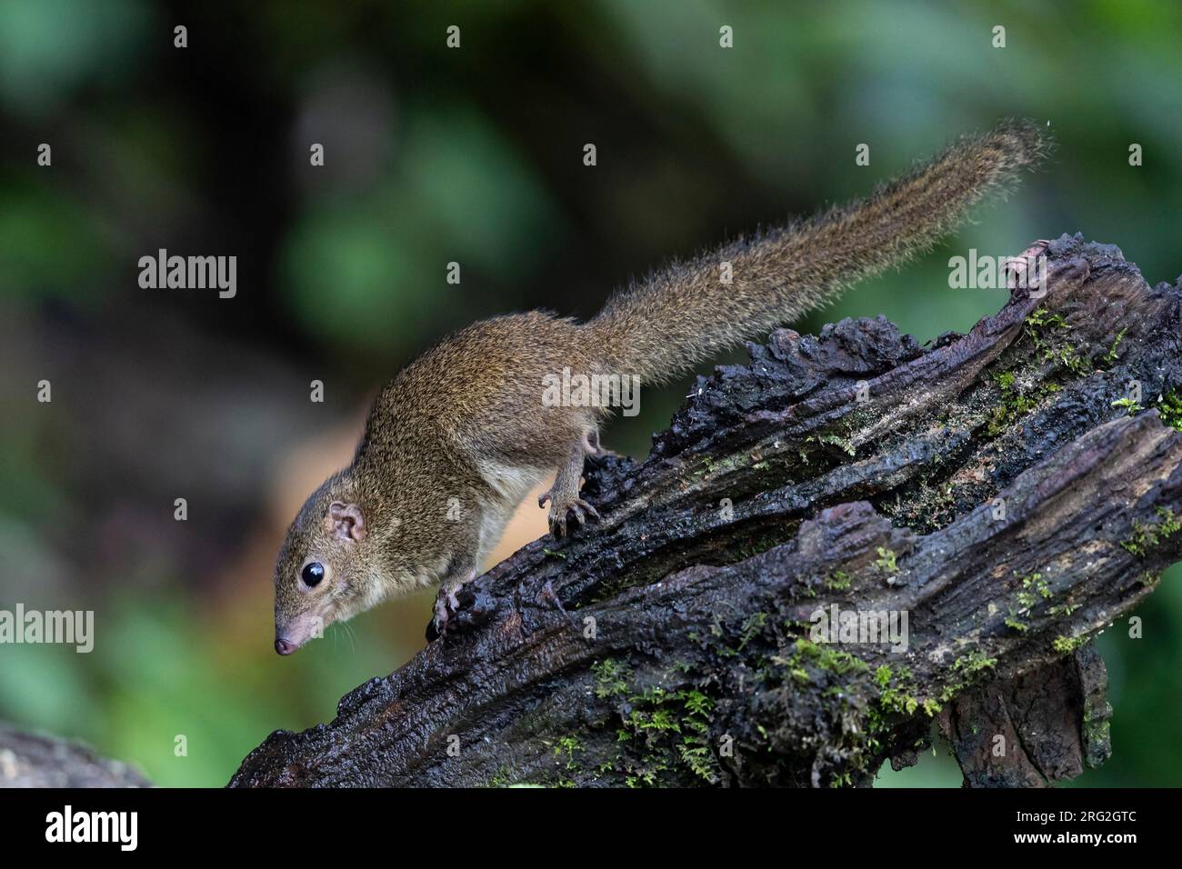 Tupaiidae hi-res stock photography and images - Alamy