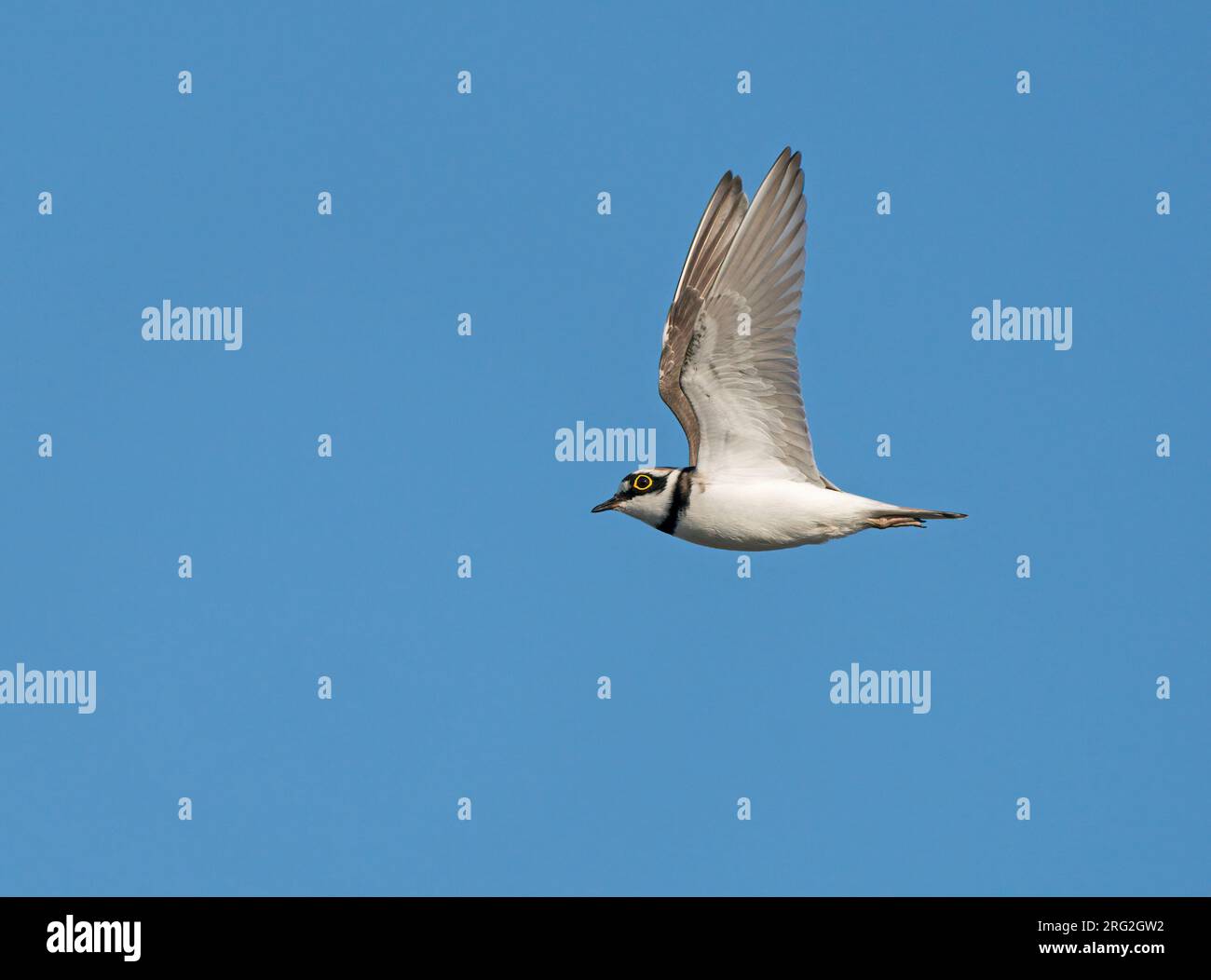 Display flight of Adult male Little Ringed Plover (Charadrius dubius ...