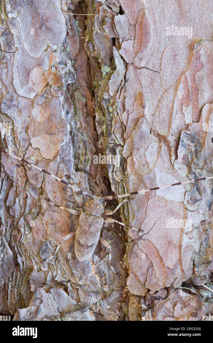 Acanthocinus aedilis - Timberman beetle - Zimmermannsbock, Germany ...