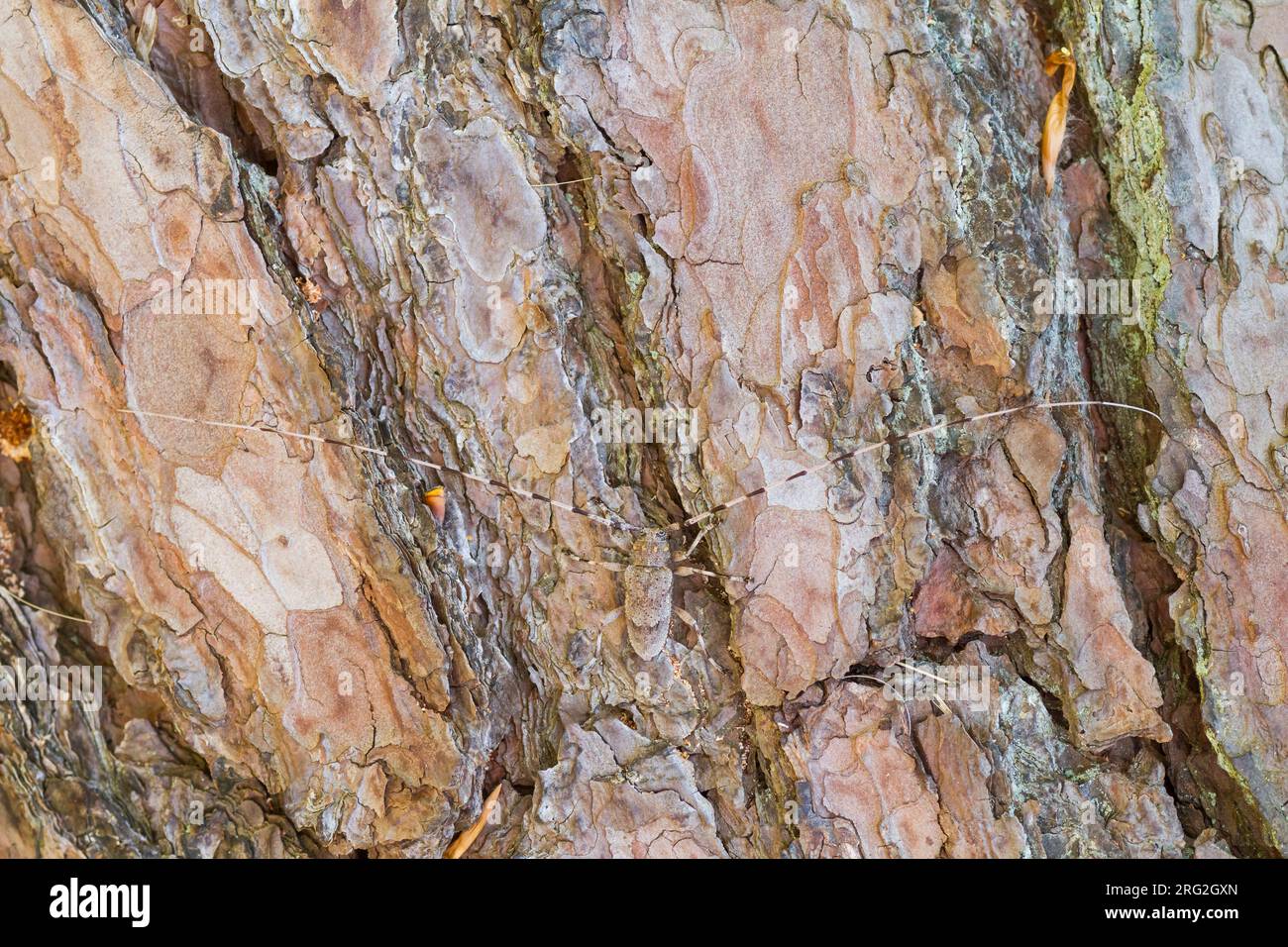 Acanthocinus aedilis - Timberman beetle - Zimmermannsbock, Germany ...