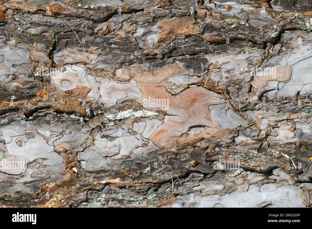 Acanthocinus aedilis - Timberman beetle - Zimmermannsbock, Germany ...
