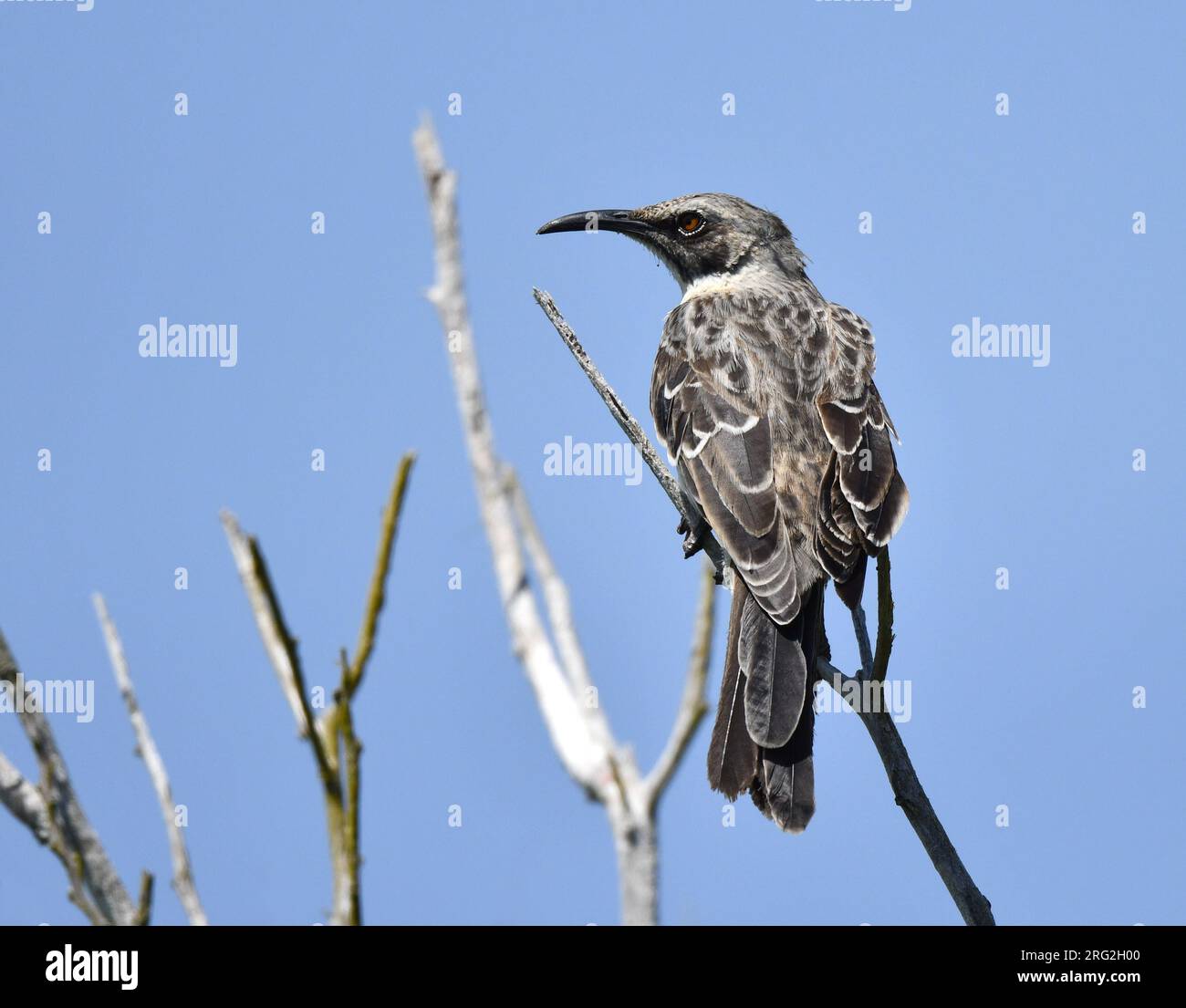 Hood Mockingbird (Mimus macdonaldi) on the Galapagos islands. Als known ...